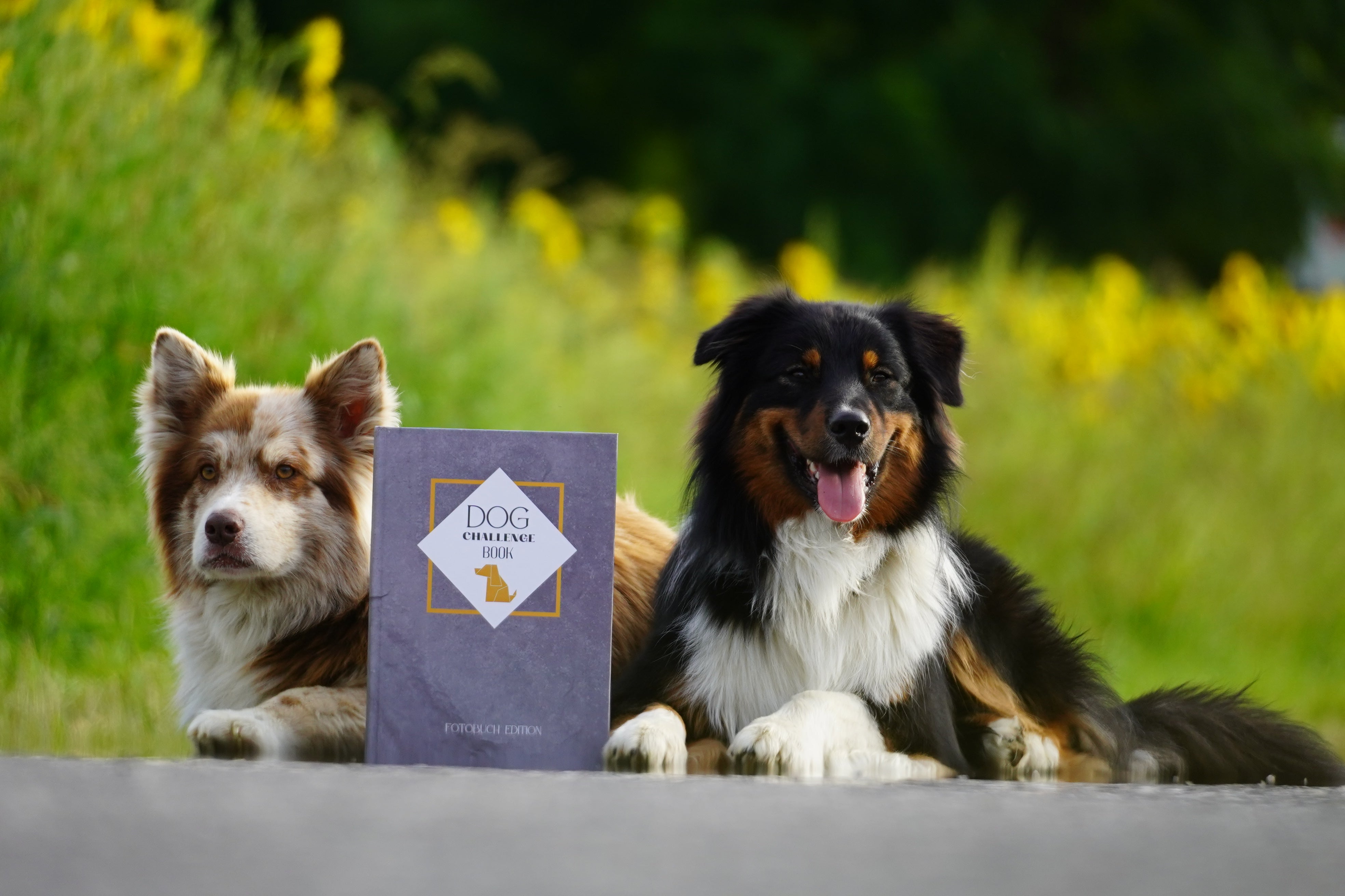 Mission – Dog Challenge Book | Offizielle Webseite